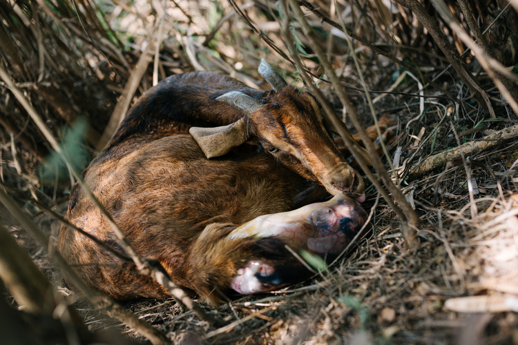 10 Ways To Recognize Goat Labor Signs - Goat Journal